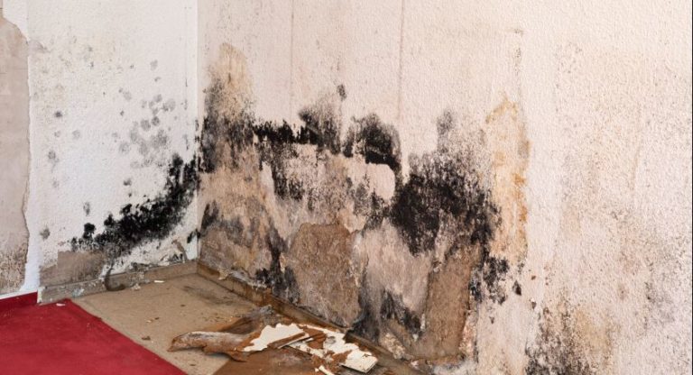 Mould & Damp Information and Guidance - BB Risk Solutions