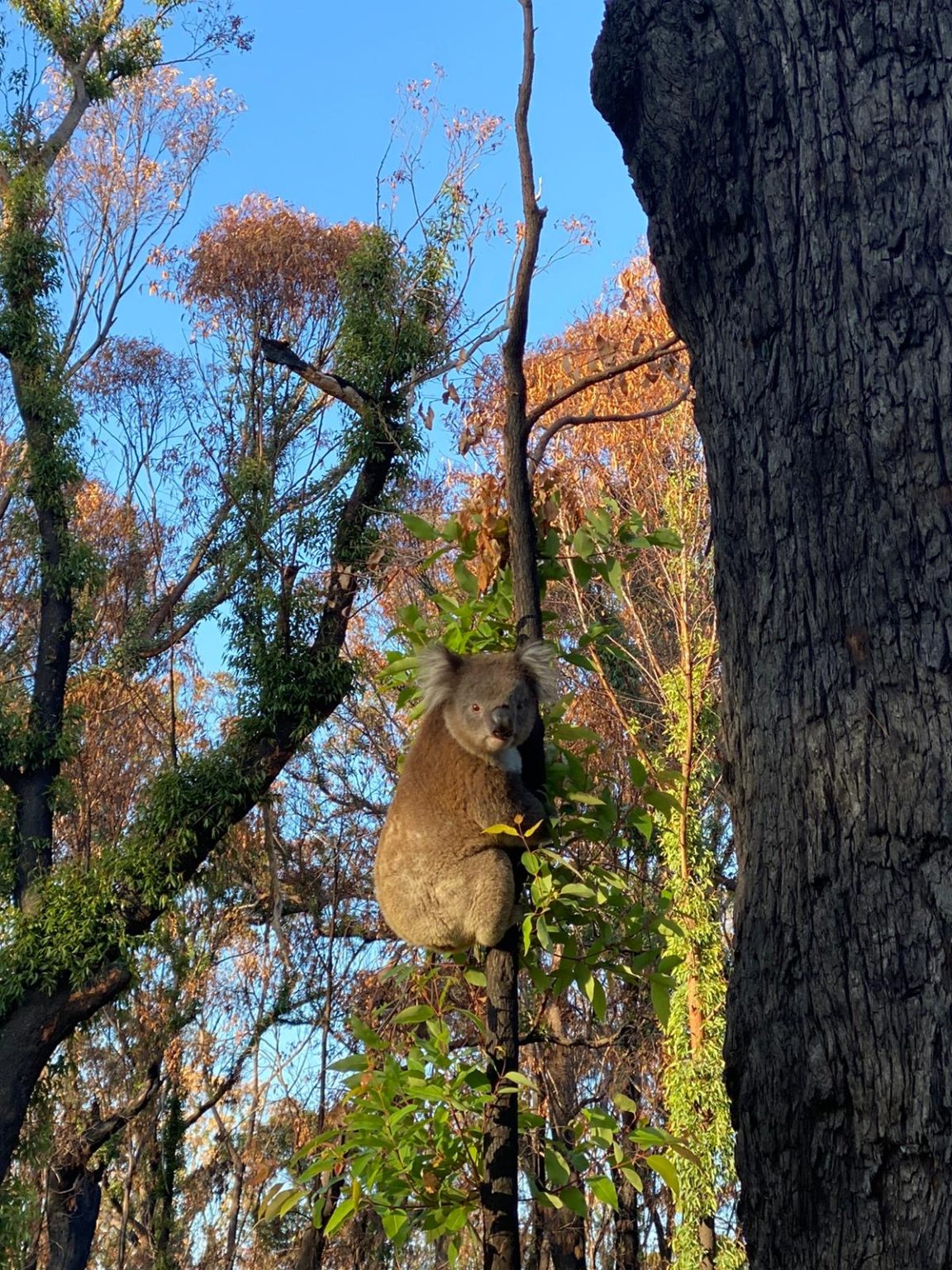 Bushfire Recovery Program 2020 - BB Risk Solutions